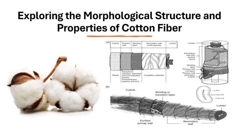 Exploring the Morphological Structure and Properties of Cotton Fiber