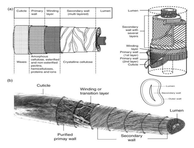 Exploring the Morphological Structure and Properties of Cotton Fiber